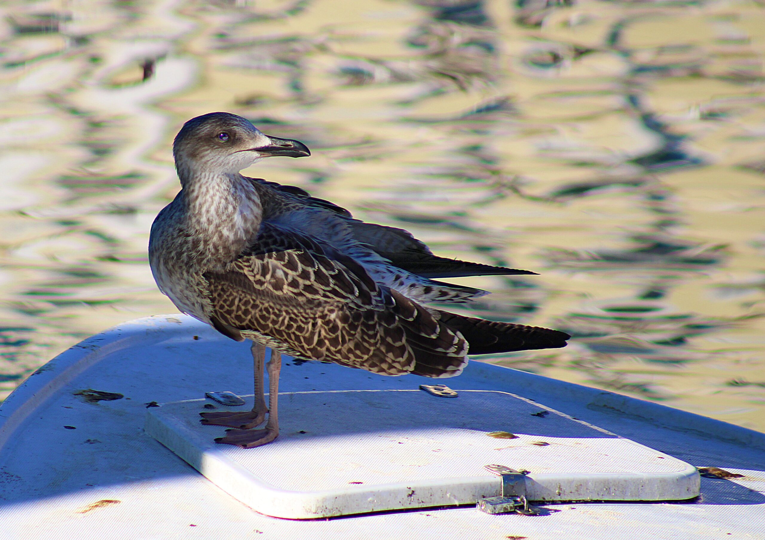 Birds gallery – Stjepan Jelica